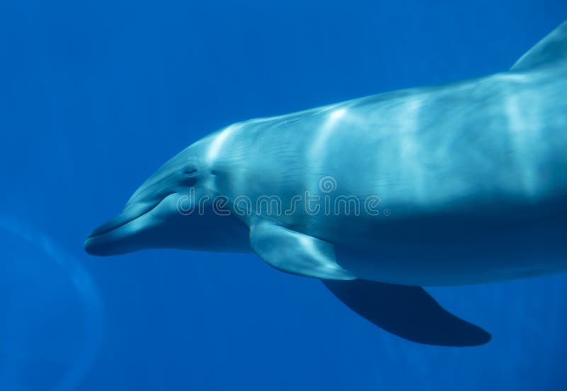 Bottlenose Dolphin Tursiops Truncatus, Underwater View. Stock Image ...