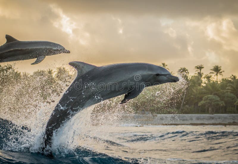Bottlenose Dolphins Playing in the Waves during the Sunset Stock Photo ...