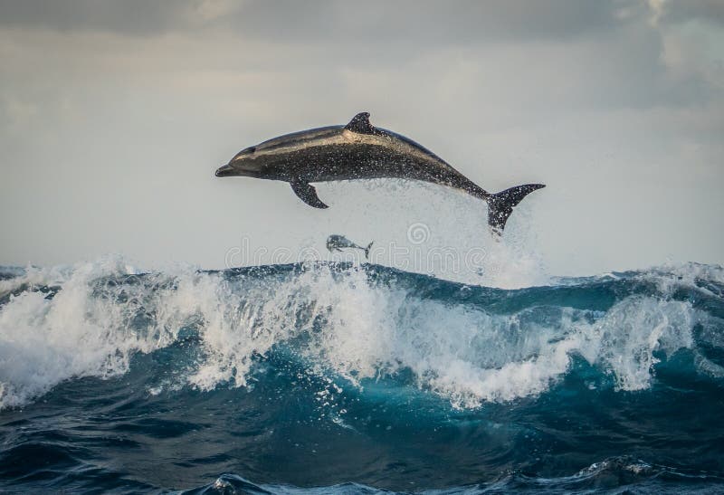 Bottlenose Dolphins Playing in the Waves Stock Photo - Image of ocean ...