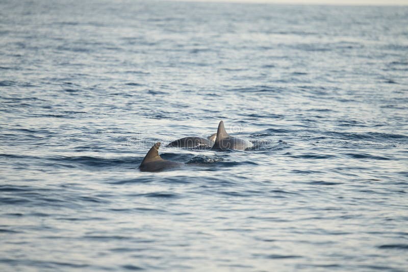 Bottlenose Dolphins Swimming on the Surface of Ligurian Sea Stock Photo ...