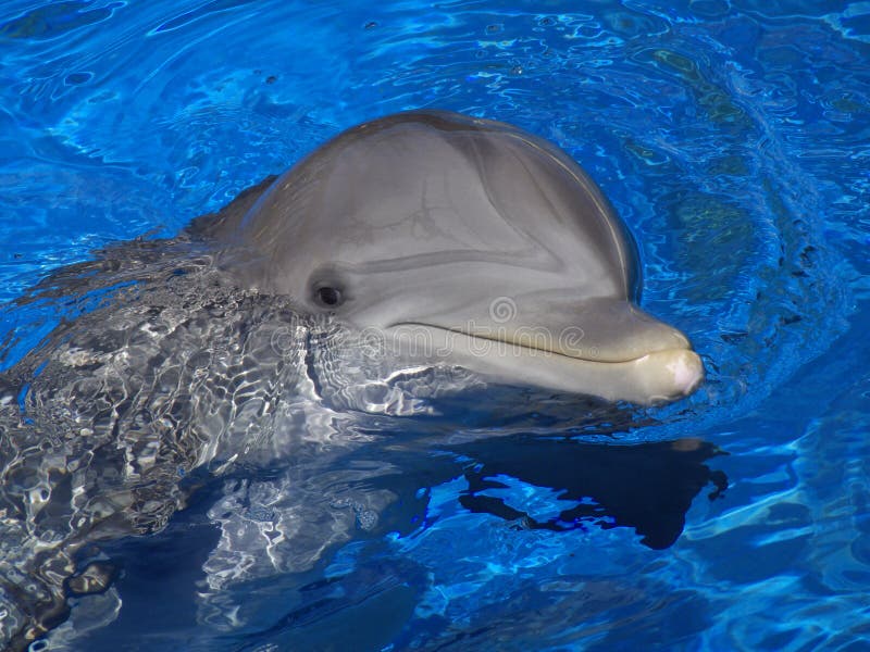 Dolphin face stock photo. Image of bottlenose, truncatus - 2632926