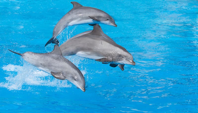 Delfiner Som Ut Hoppar Vatten Arkivfoto - Bild av delfiner, hopp: 15133794