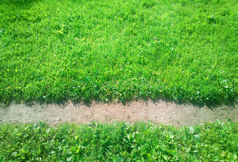 Forest of Aligned Pines, Tuscany (Italy). Stock Image - Image of ...