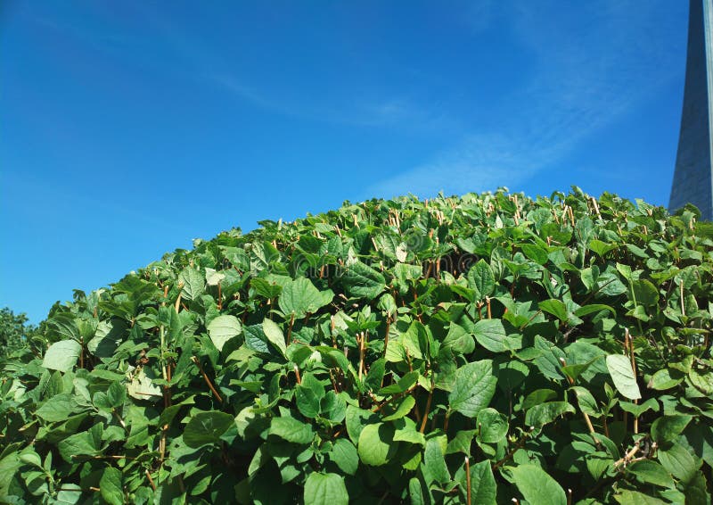 Bottom Aligned Green Park Bush Background Stock Photo - Image of ...