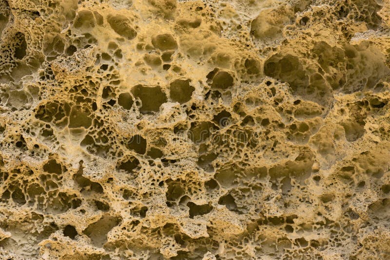 Bottom of the Ancient Sea, Shells of Fossil Oysters, Sea Urchins and ...