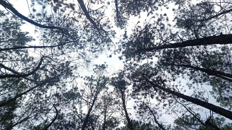 Bottom Angle View Pine Forest with Tall Trees and Thick Leaves Stock ...