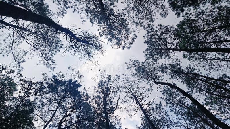 Bottom Angle View Pine Forest with Tall Trees and Thick Leaves Stock ...