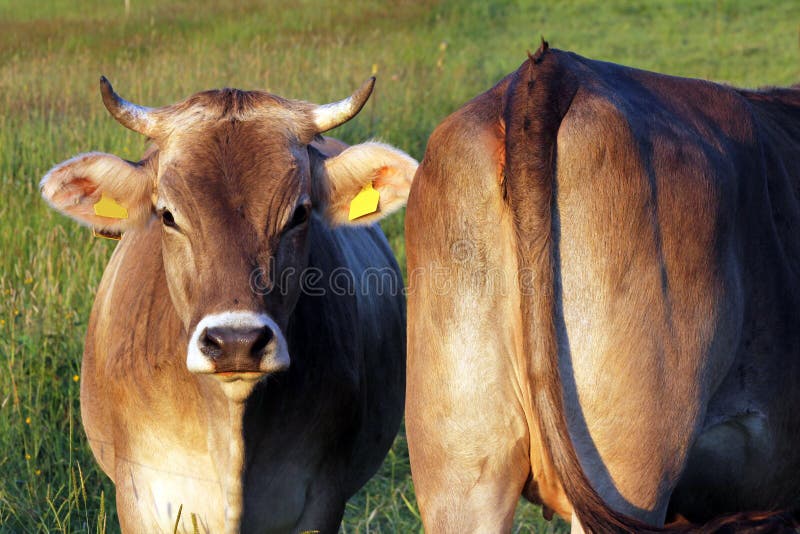 The bottom of another cow stock image. Image of horn - 27924013