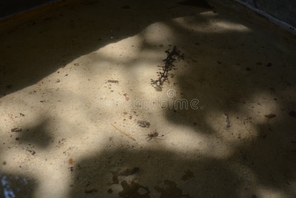 Bottom of the Cement Trough, the Baths with Standing Water in the ...