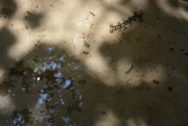 Bottom of the Cement Trough, the Baths with Standing Water in the ...