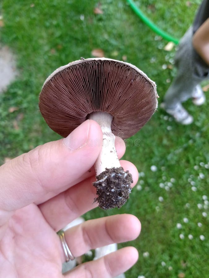 Bottom of a Champion Mushroom Stock Image - Image of soil, champion ...
