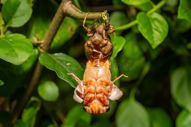 Cicada Shedding Its Shell Feathering Horizontal Composition Stock ...
