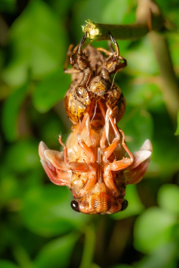 Bottom of a Cicada in Shedding Its Shell and Feathering Vertical ...