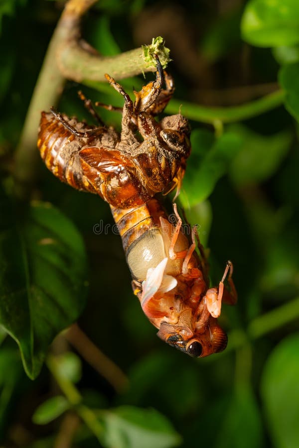 Bottom of a Cicada in Shedding Its Shell and Feathering Vertical ...