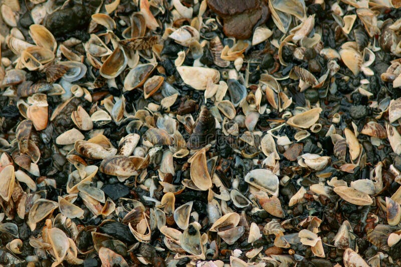 The Bottom is Covered with Shells that are Washed Ashore - Stepnica ...