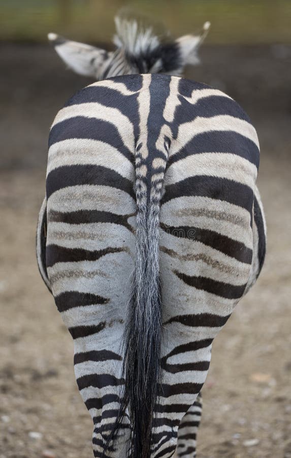 Bottom detail of zebra stock image. Image of africa - 224200629