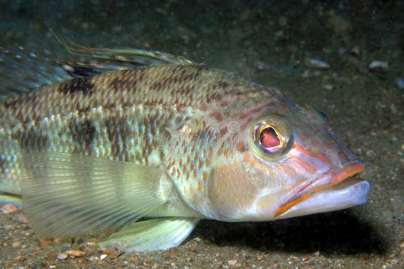 Bottom Fish stock photo. Image of wildlife, fins, underwater - 33201580