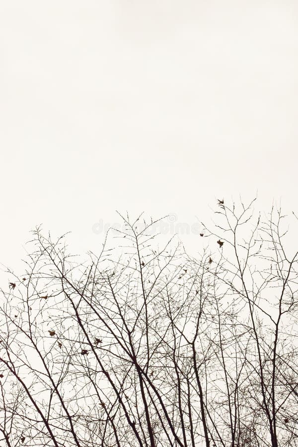 Bottom Frame Outlines of Bare Branches of Autumn Trees without Leaves ...