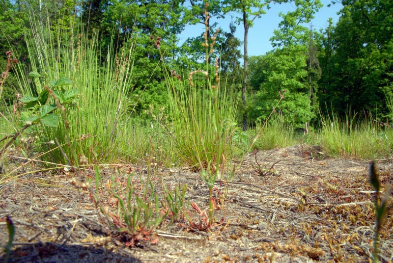 Bottom of grass stock image. Image of europe, frame, grassnbladennczech ...