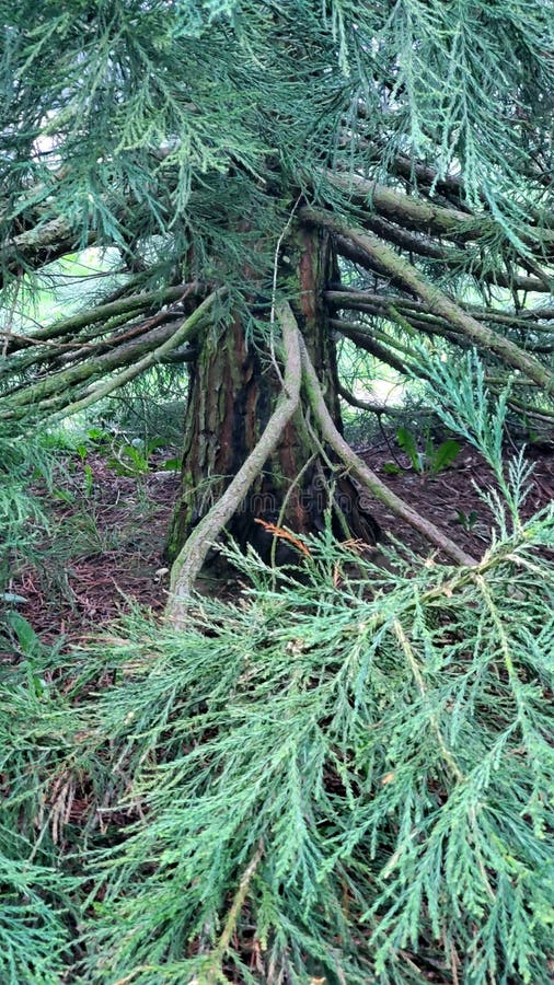 Close Up Trunk of Evergreen Tree 2 Stock Photo - Image of bottom ...