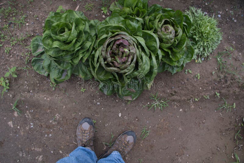Three Large Heads of Red Lettuce, Just Harvested from a Vegetable ...