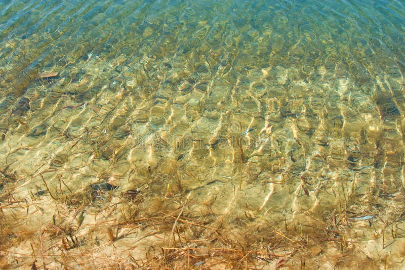 The Bottom of the Lake, the Swamp. Stock Image - Image of heritage ...