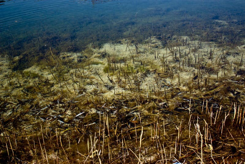The Bottom of the Lake, the Swamp. Stock Image - Image of natural ...
