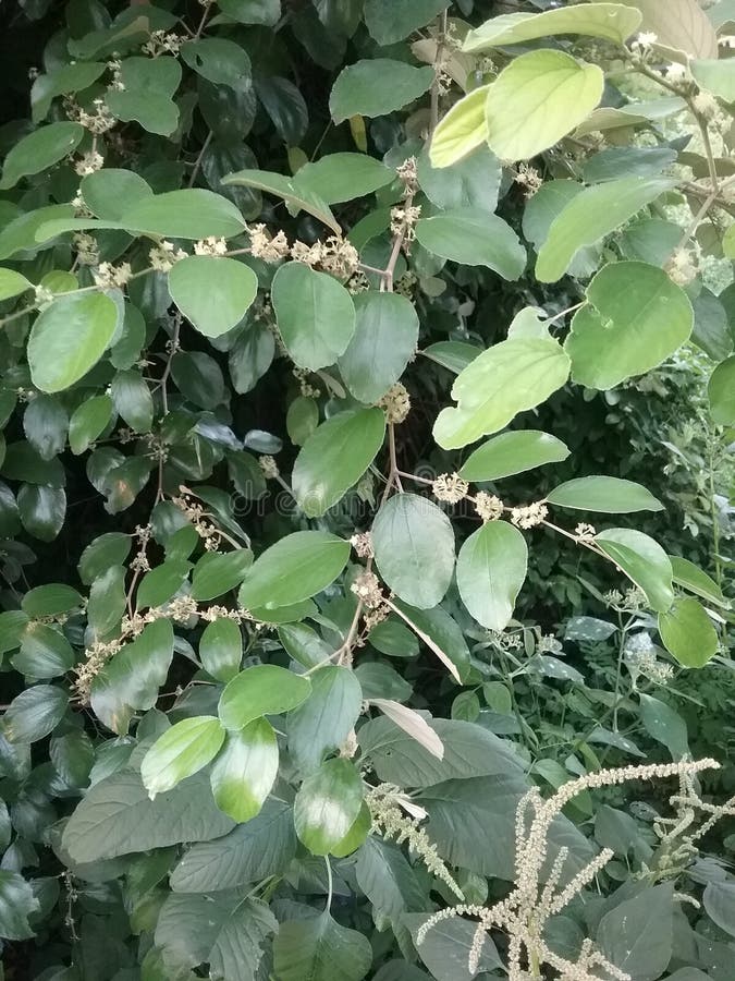 The Bottom Leaves of the Ordinary Bidara Tree are White. Stock Photo ...