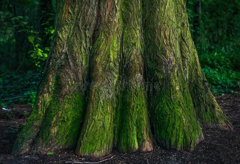 The Bottom of the Mossy Trunk of a Tree in the Forest Stock Image ...
