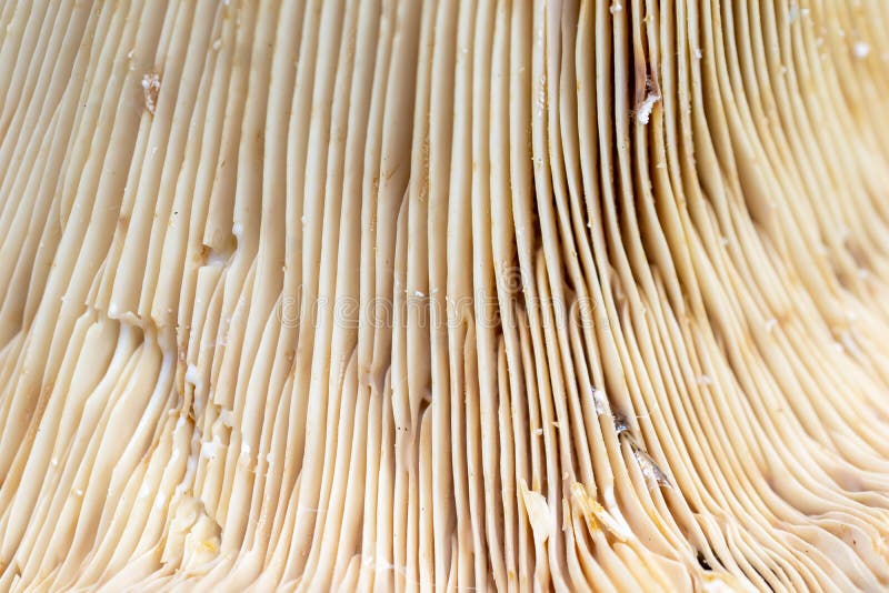 The Bottom of the Mushroom with Gills Stock Image - Image of object ...