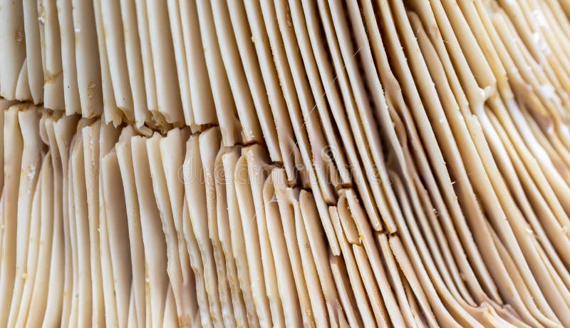 The Bottom of the Mushroom with Gills Stock Image - Image of mushroom ...