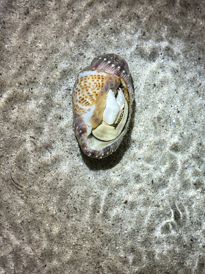 At the Bottom of the Ocean Lies a Shell Inside a Hermit Crab Stock ...