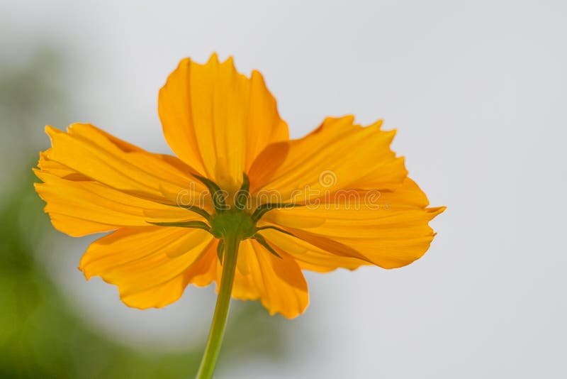 The Bottom of the Orange Flower Stock Photo - Image of holland, closeup ...