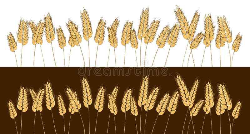Bottom Page Wheat Field Design Element. Vector. Isolated Illustration ...