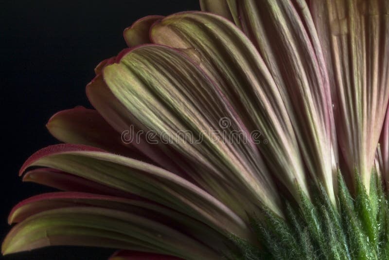 Bottom Part of Gerbera Flower Stock Image - Image of yellow, bottom ...