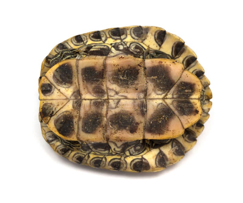 Bottom of Pet Turtle Red-eared Slider or Trachemys Scripta Elegans ...