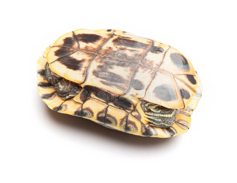 Bottom of Pet Turtle Red-eared Slider or Trachemys Scripta Elegans ...