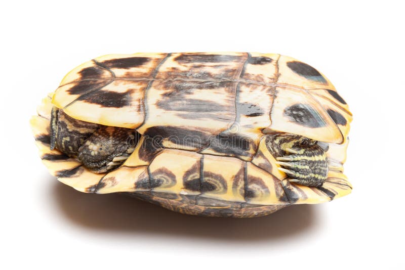 Bottom of Pet Turtle Red-eared Slider or Trachemys Scripta Elegans ...
