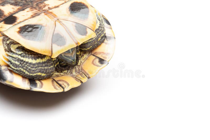 Bottom of Pet Turtle Red-eared Slider or Trachemys Scripta Elegans ...