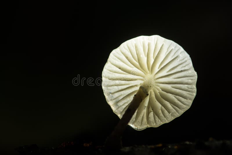 Bottom of Porcelain Toadstool Stock Photo - Image of bottom, nature ...