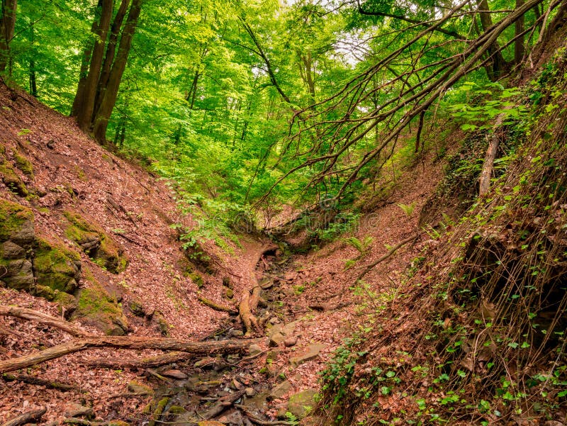 The Bottom of a Ravine Littered with Dead Wood Stock Photo - Image of ...
