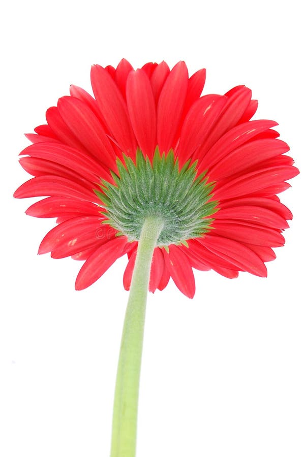 Bottom of red flower stock image. Image of daisy, corolla - 7130775