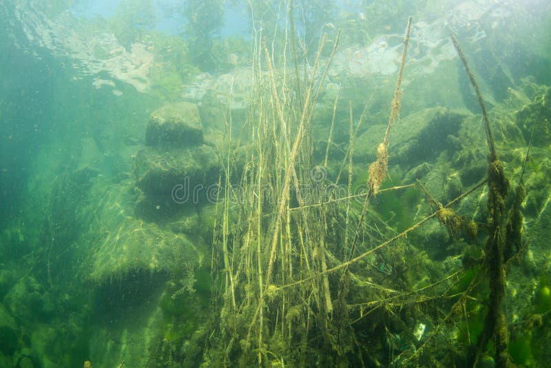 At the bottom of the river stock photo. Image of green - 57684160