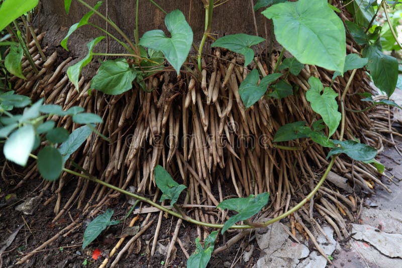 Bottom Roots Part of Royal Palms Tree Stock Image - Image of palm ...