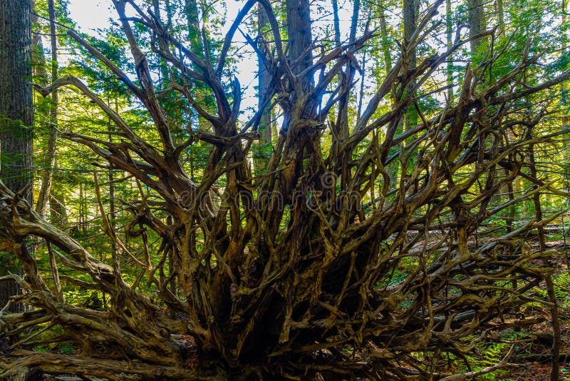 Bottom of Roots Structure from Downed Tree Stock Image - Image of ...