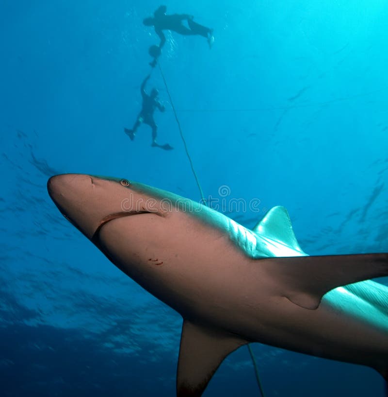 Bottom of shark stock photo. Image of perspective, scuba - 70815556