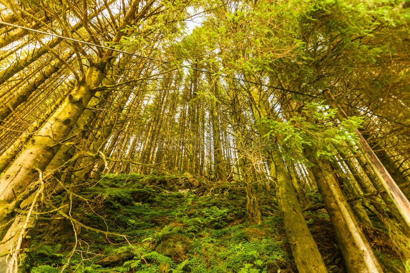 Bottom Shot of High Pine Trees in Forest Stock Image - Image of nature ...