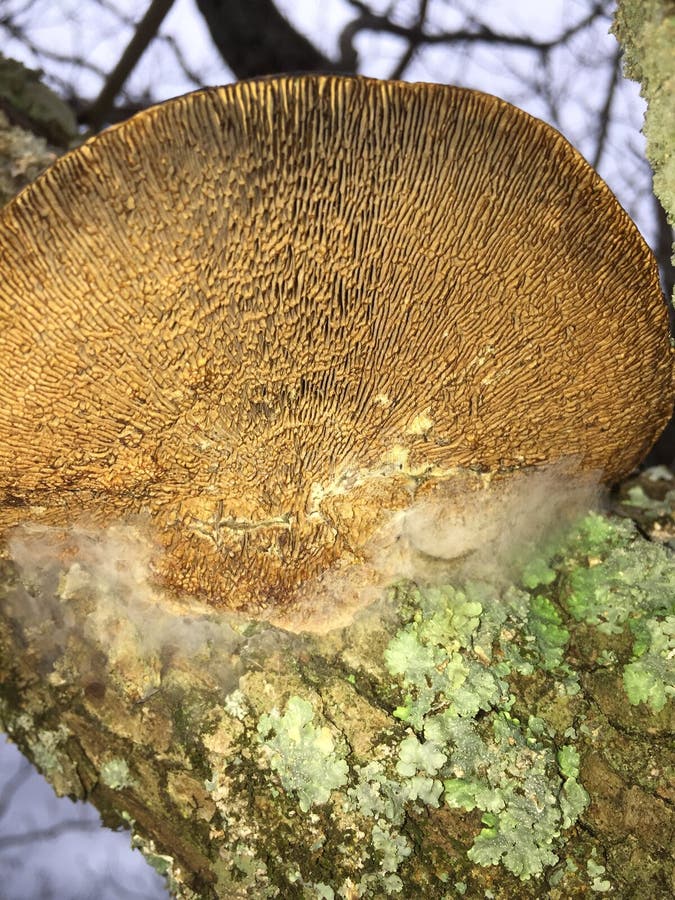 Bottom of shroom stock photo. Image of mushroom, bottom - 64877588