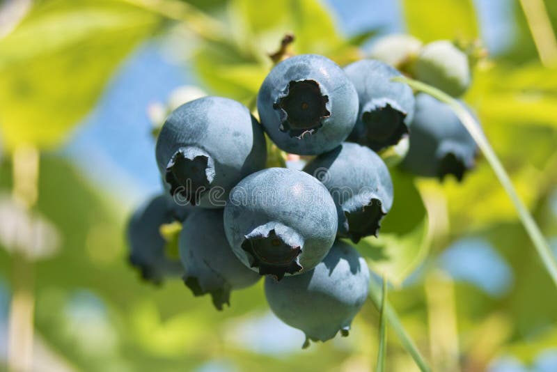 Bottom Side of Blueberries stock image. Image of harvest - 5716669