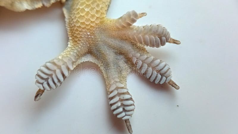 The Bottom Surface of House Lizard`s Foot Stock Image - Image of head ...